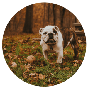 2nd Degree Atrioventricular (AV) Block in Dogs - Olympic Veterinary ...